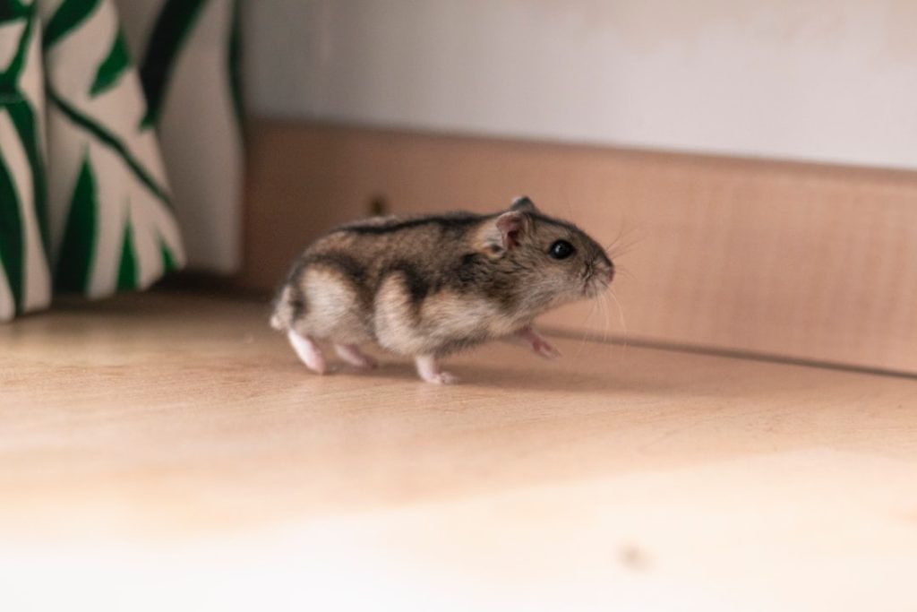 Rodent-Proofing New Construction: Entry Points, Materials, and Inspection